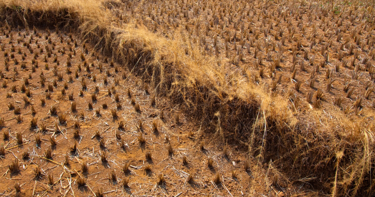 Energy & Climate Intelligence Unit | UK, US, Ethiopia see food price…