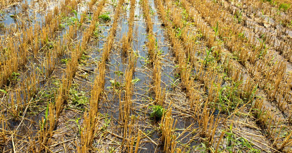 Energy & Climate Intelligence Unit | ECIU