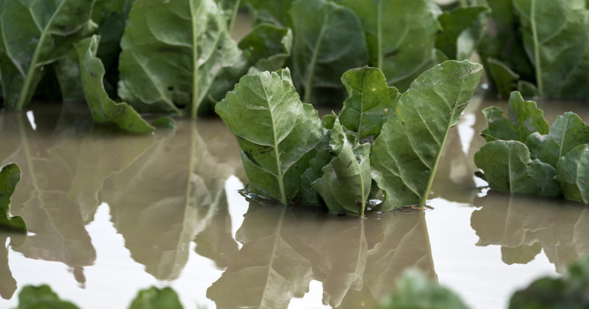 Energy & Climate Intelligence Unit | ECIU