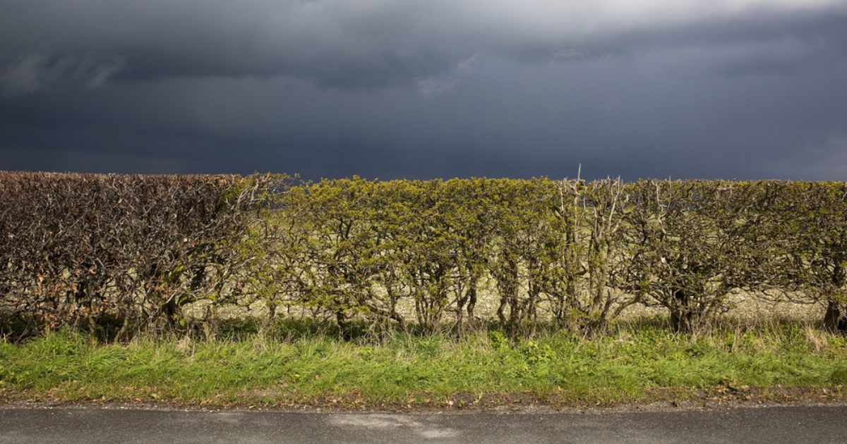 Energy & Climate Intelligence Unit | Loss of hedgerow protections…